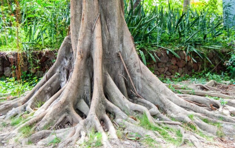 Uncovering Tree Roots Impact on Commercial Foundations